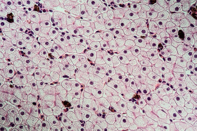 Human Liver Cells Under Microscope