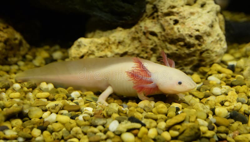 Axolotl stock foto. Image of leven, dier, nave, water - 31151742 Axolotl stock foto. Image of leven, dier, nave, water - 31151742