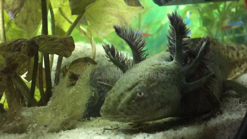 Axolotl Di Tipo Selvatico Lilizzhoumax Peluche Axolotl Con 2 Piccoli