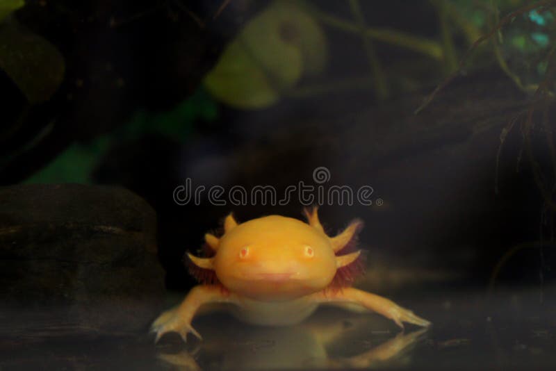 Axolotl dourado raro foto de stock. Imagem de fofofo - 188183992