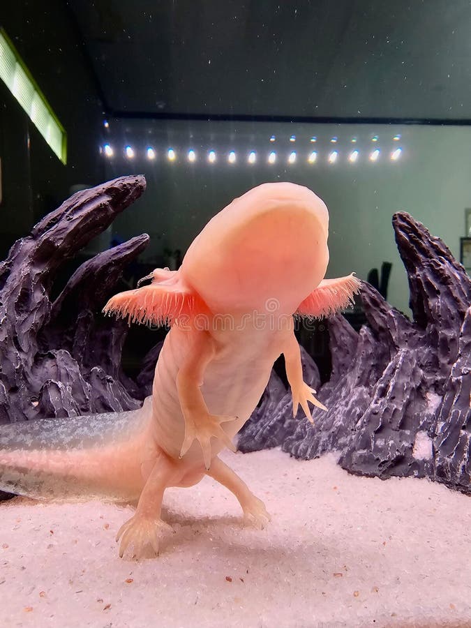 The Axolotl Facing Upwards is Like a Dragon about To Fly Stock Photo ...