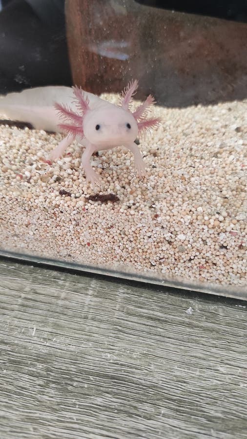 Axolotl Looks with a Cute and Adorable Look Stock Photo - Image of ...