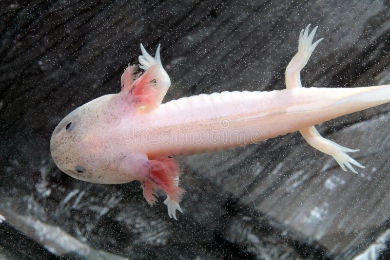 Axolotl (mexicanum Di Ambystoma) Immagine Stock - Immagine di acquatico ...