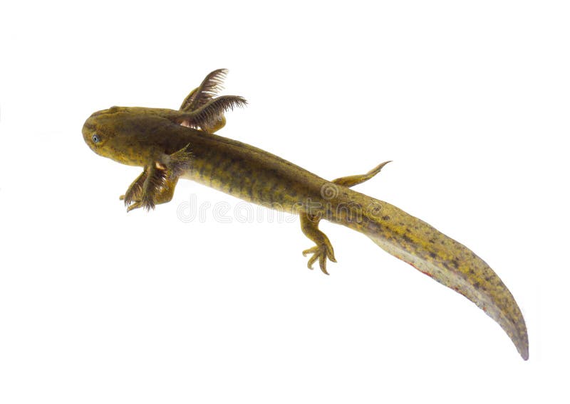 407 Cute Axolotl Stock Photos - Free & Royalty-Free Stock Photos from ...