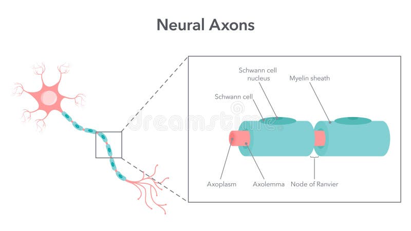 Neural Axon Diagram Vector Illustration Graphic Stock Vector ...