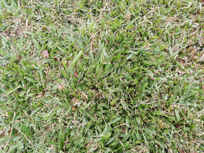 Axonopus compressus cut stock image. Image of pattern - 256308665