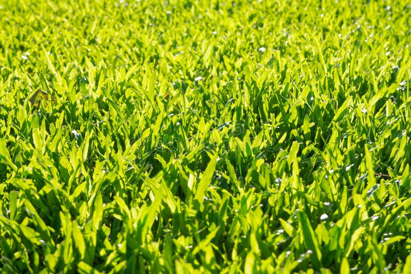 Axonopus Compressus Garden Lawn Stock Photo - Image of groundcover ...