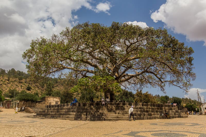 Da Ero Ela Fig Tree in Axum Editorial Image - Image of outdoors, nature ...