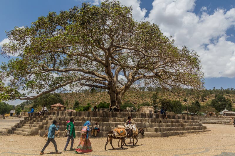 AXUM, ETHIOPIA - MARCH 19, 2019: Da Ero Ela Fig Tree in Axum, Ethiop ...