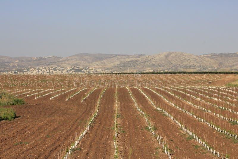Ayalon Valley Vineyard stock photo. Image of ayalon, israel - 24530180