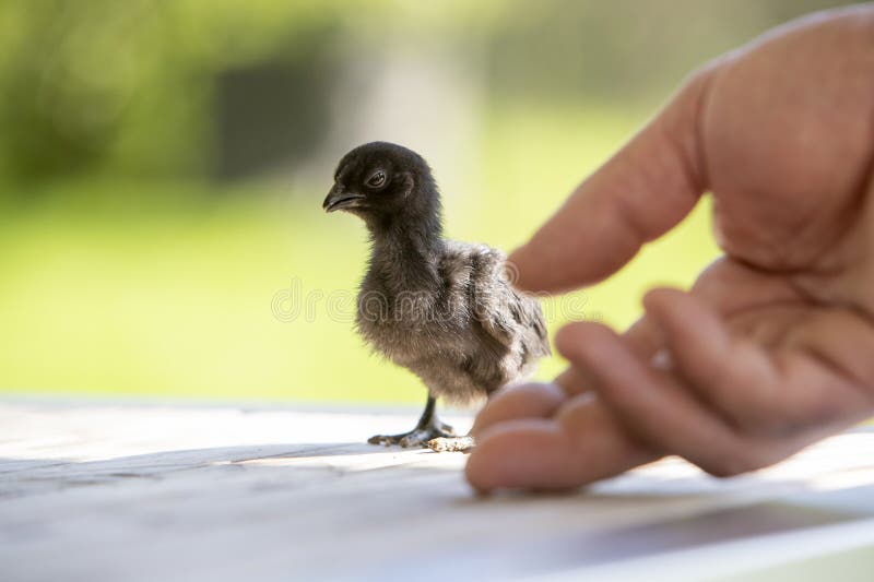 Ayam Cemani Chick Standing on a Table, Touched with a Fingertip. Stock ...