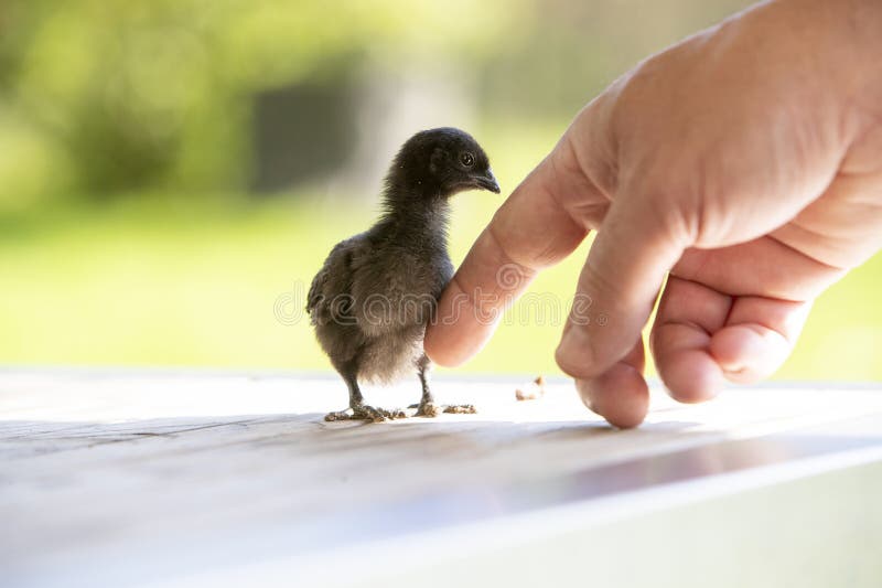 Ayam Cemani Chick Standing on a Table, Touched with a Fingertip. Stock ...