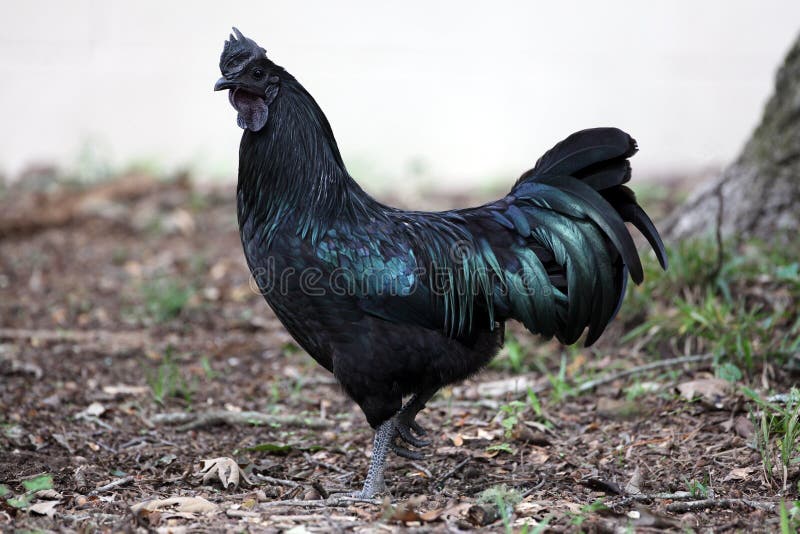 Pollo Tutto Nero Spagnola Faccia Bianca Wikipedia