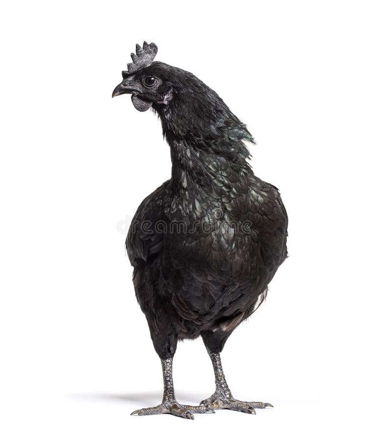 Ayam Cemani Hen Standing in Front, Isolated on White Stock Photo ...