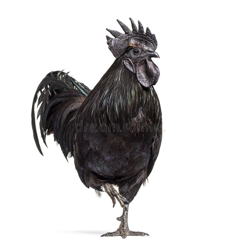 Ayam Cemani, Cemani Isolated on White Stock Image - Image of crested ...