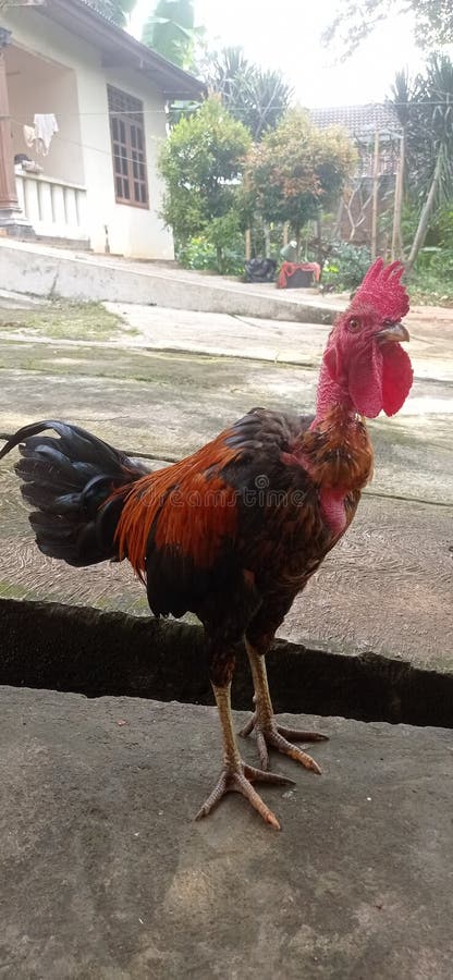 Jengki Chicken Stock Photos - Free & Royalty-Free Stock Photos from ...