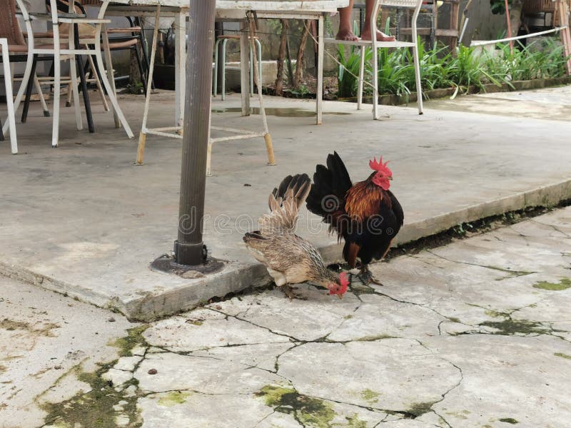 Ayam Kate - Short-leg Chicken Stock Image - Image of backyard, chicken ...