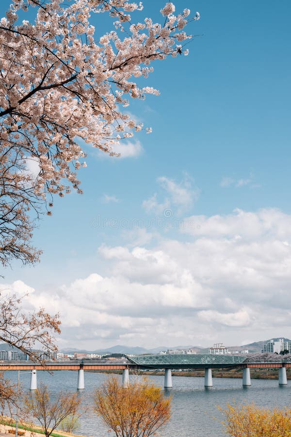 Ayang Bridge and Riverside Park with Cherry Blossoms in Daegu, Korea ...