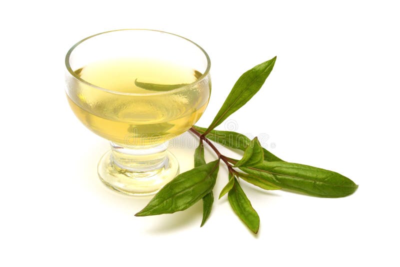 Ayapana medicinal plant stock image. Image of leaf, leafs - 37005565