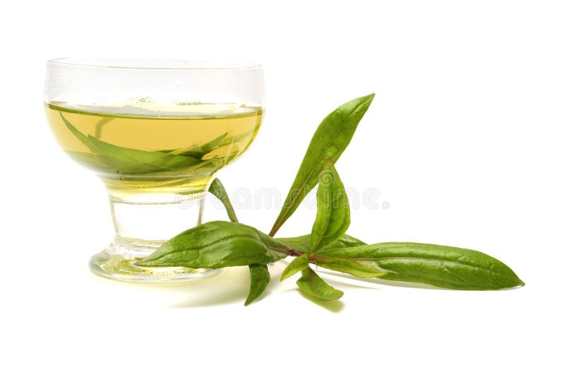 Ayapana medicinal plant stock photo. Image of green, leaf - 37006370