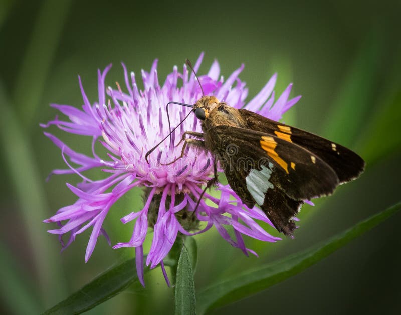 A Silver-spotted Skipper Moth at Work on a Lakeside Flower Stock Image ...