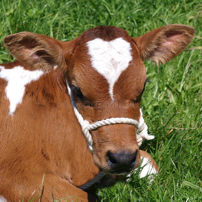 Ayrshire Calf stock photo. Image of ranch, domestic, beast - 11965856