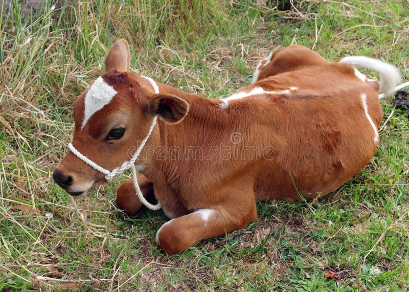 Ayrshire calf stock photo. Image of cream, livestock - 12329038