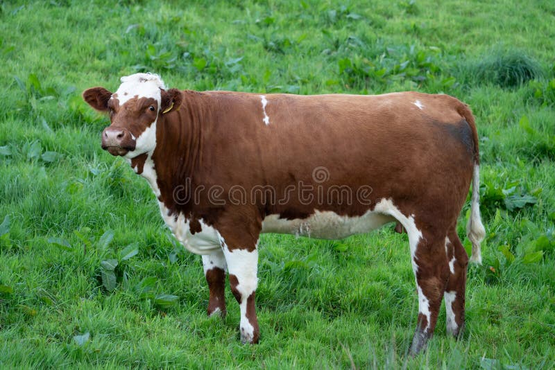 Ayrshire Cow in the Field, Ireland Stock Photo - Image of view, close ...