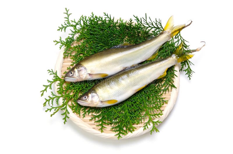 Ayu stock photo. Image of seafood, cook, meal, aquatic - 24975772