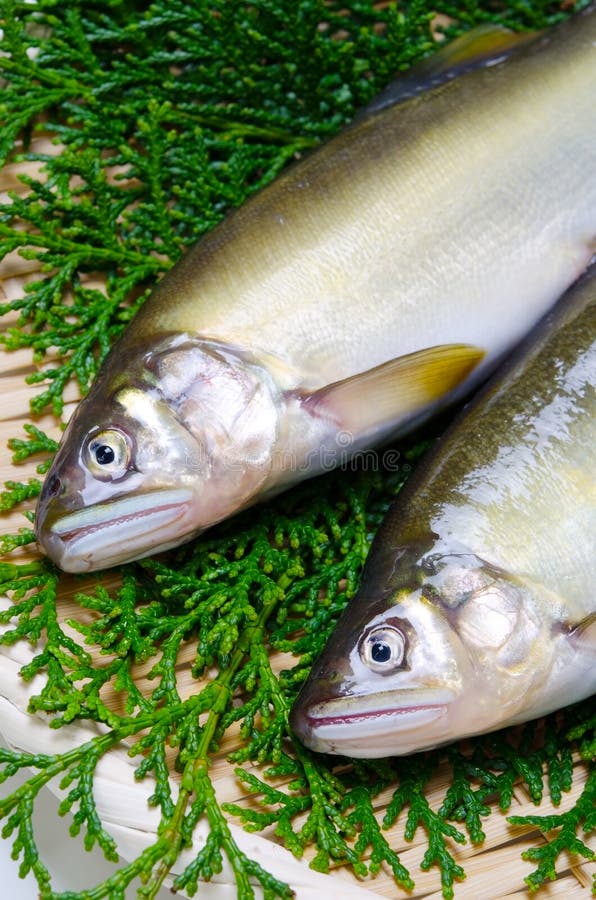 Ayu stock photo. Image of life, food, aquatic, sweetfish - 24975776