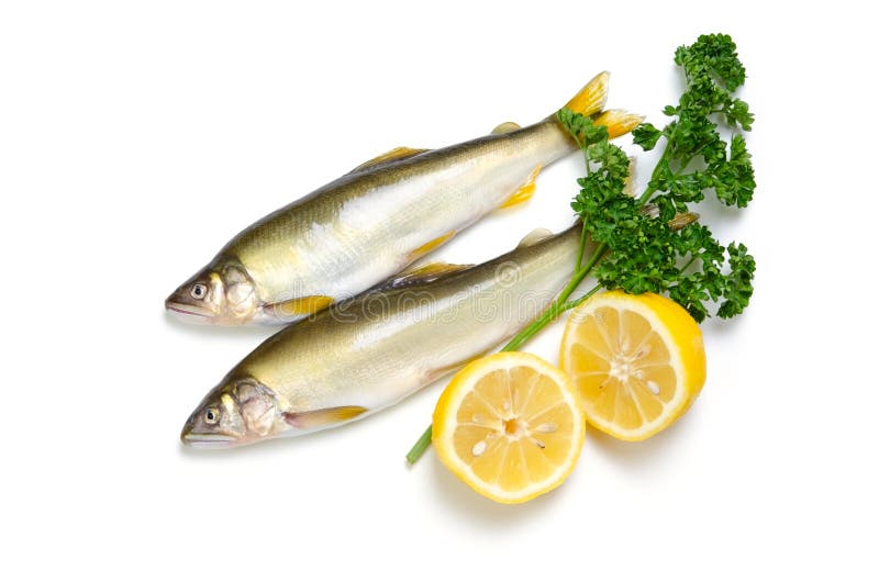 Ayu stock photo. Image of sweet, food, aquatic, eating - 24975782