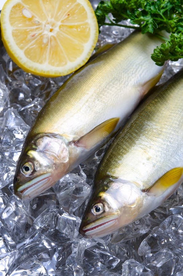 Ayu stock image. Image of life, diet, healthy, cook, food - 24975935