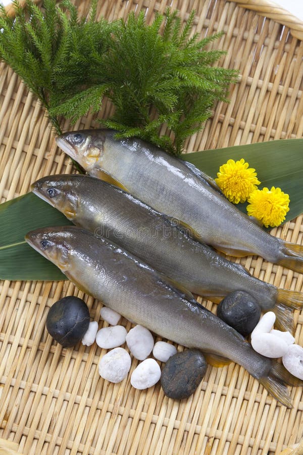 Ayu fish stock photo. Image of bitterling, shishamo, capelin - 79933352