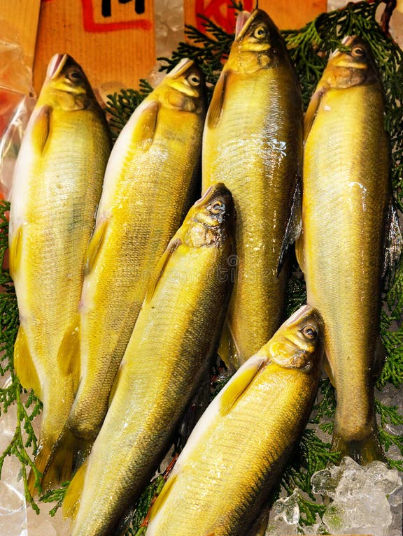 Ayu sweetfish arkivfoto. Bild av japan, forell, fisk - 104743228