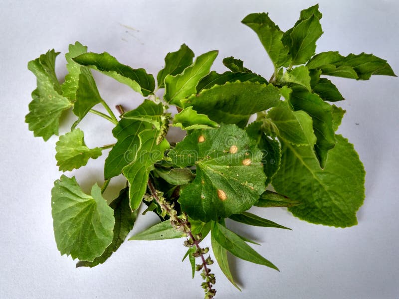 Pepper Creepers Stock Photos - Free & Royalty-Free Stock Photos from ...