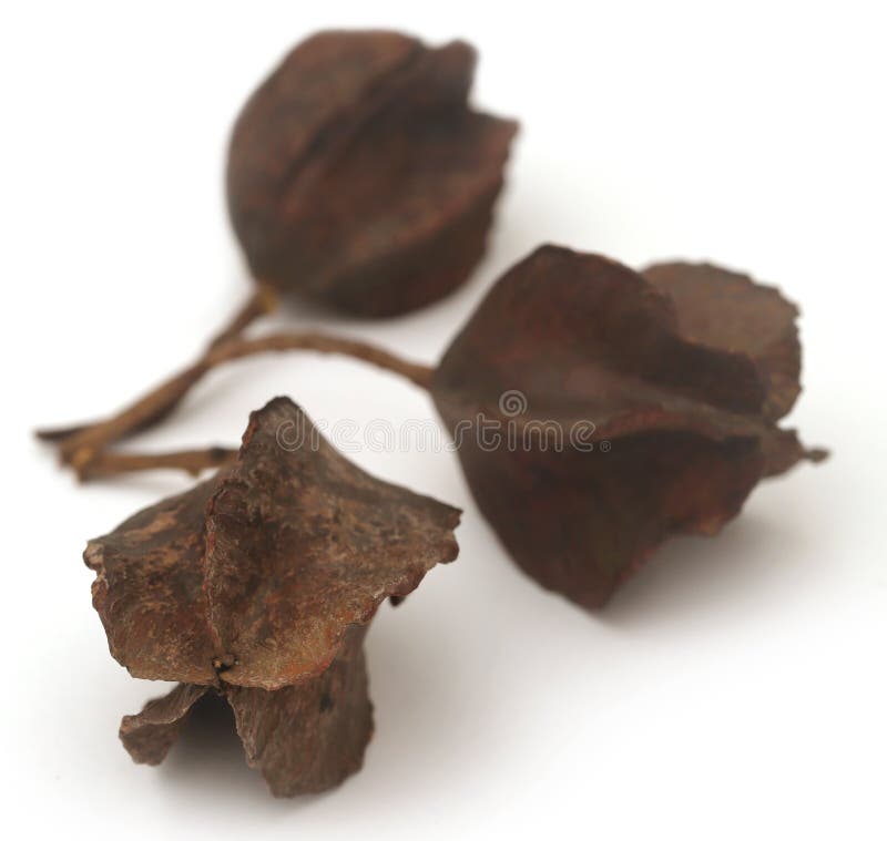 Arjun Tree Stock Photos - Free & Royalty-Free Stock Photos from Dreamstime