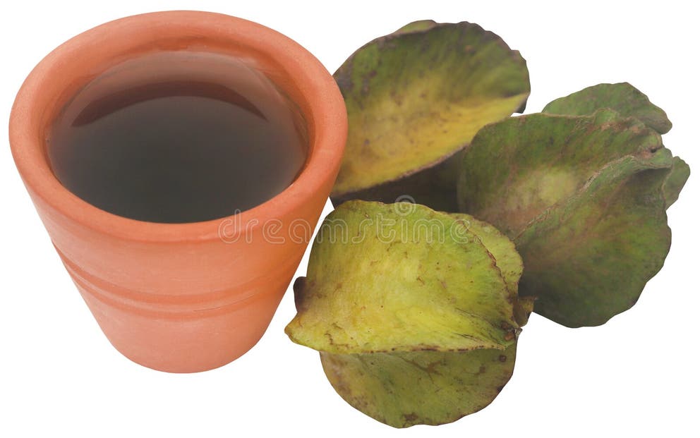 Ayurvedic Arjun Fruit with Extract Stock Photo - Image of herbal, brown ...