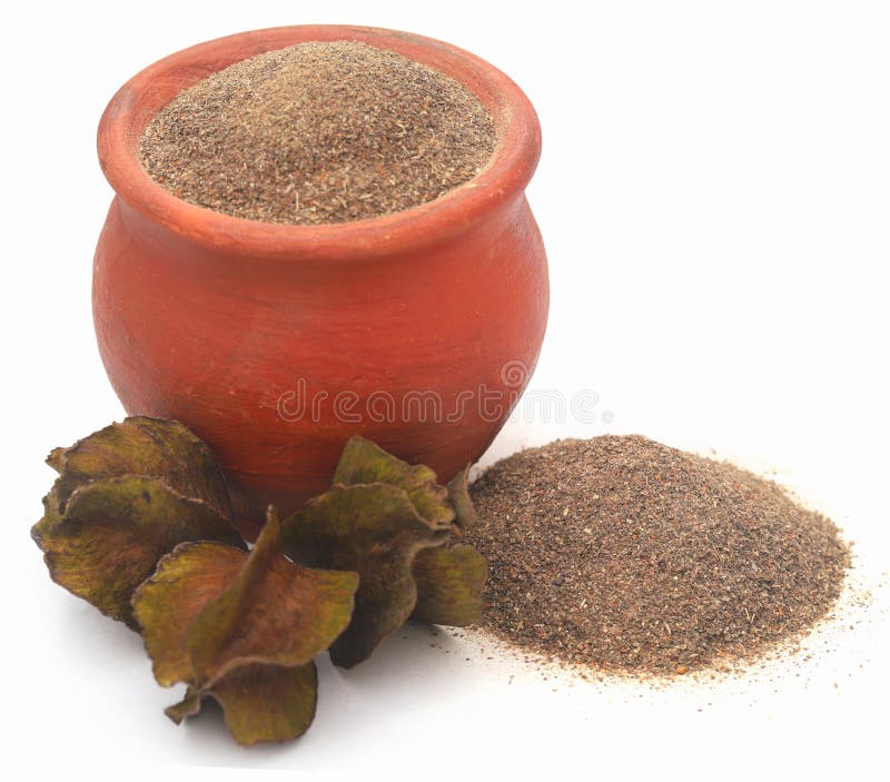 Ayurvedic Arjun Fruit with Ground Powder Stock Image - Image of brown ...