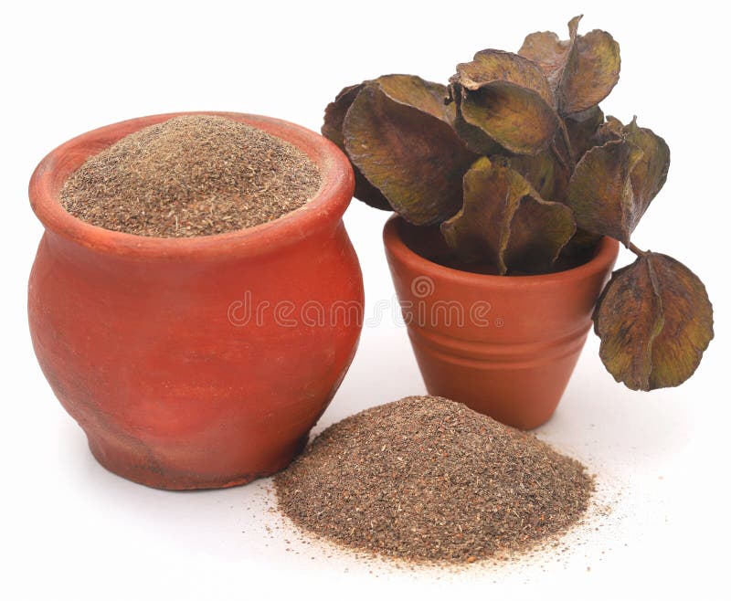 Ayurvedic Arjun Fruit with Ground Powder Stock Image - Image of herbal ...