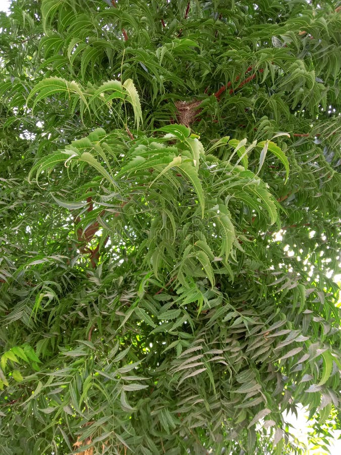 Medicinal Plant - Neem Leaves Stock Photo - Image of healing, neem ...