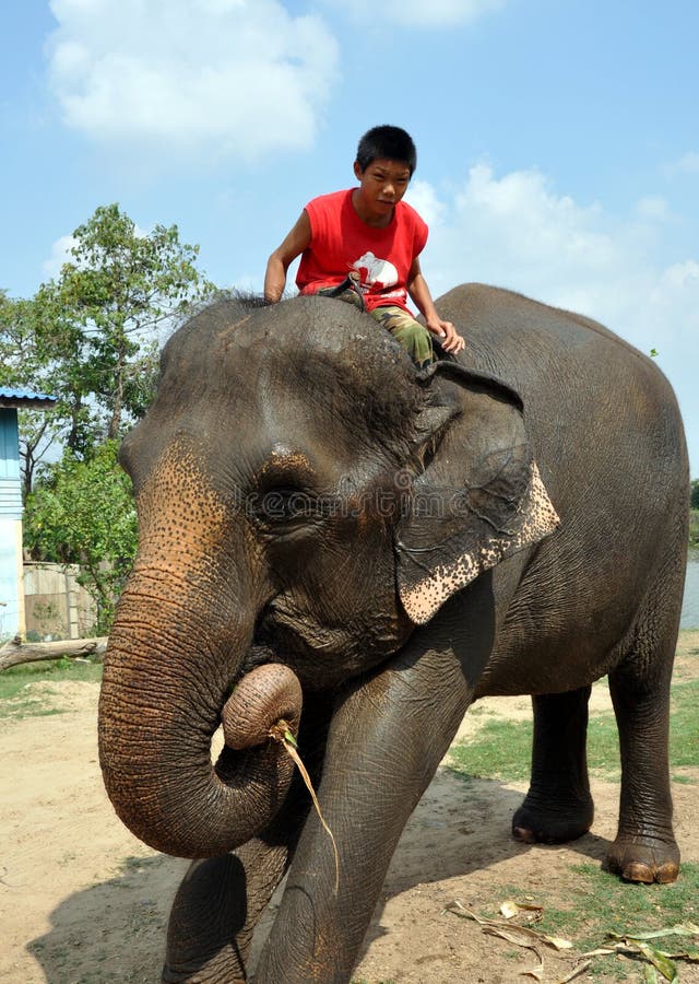 Ayutthaya, Thailand: Young Boy Riding an Elephant Editorial Stock Image ...