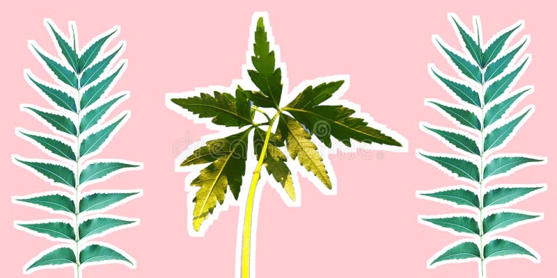 Azadirachta Indica or Neem Leaf with Small Tree Vector Illustration ...