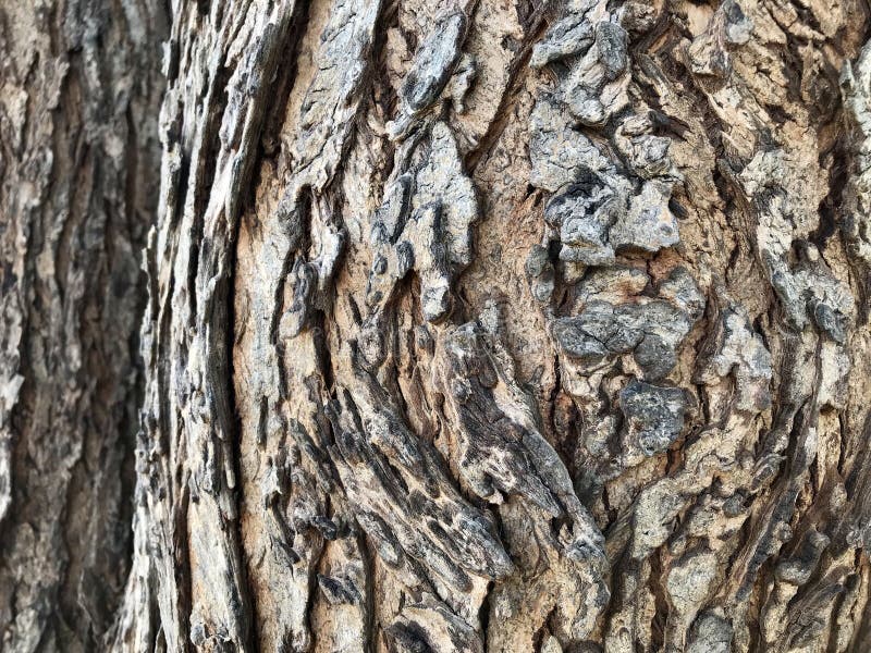 Closeup View of a Designed Neem Tree Bark Stock Photo - Image of ...