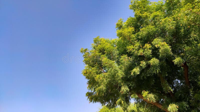 Azadirachta Indica (Neem) Tree Branches with Blue Sky Stock Photo ...