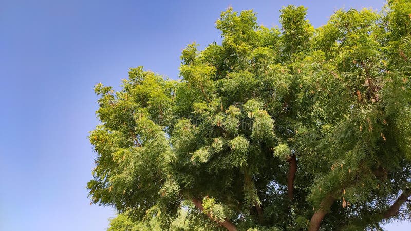 Azadirachta Indica (Neem) Tree Branches with Blue Sky Stock Image ...