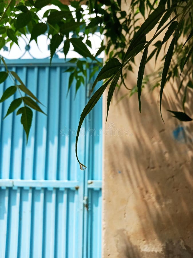 Azadirachta Indica, Neem Tree Stock Photo - Image of indica ...