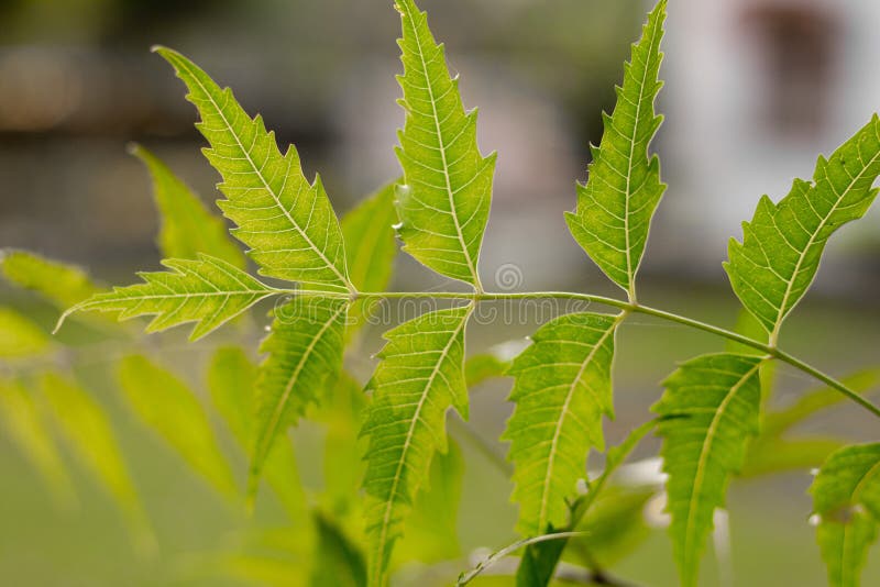 Azadirachta or Neem Tree Leafs. Stock Image - Image of neem, growth ...