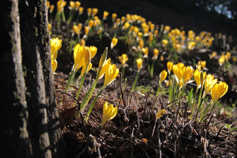 Azafrán de prado amarillo imagen de archivo. Imagen de bosque - 14788135
