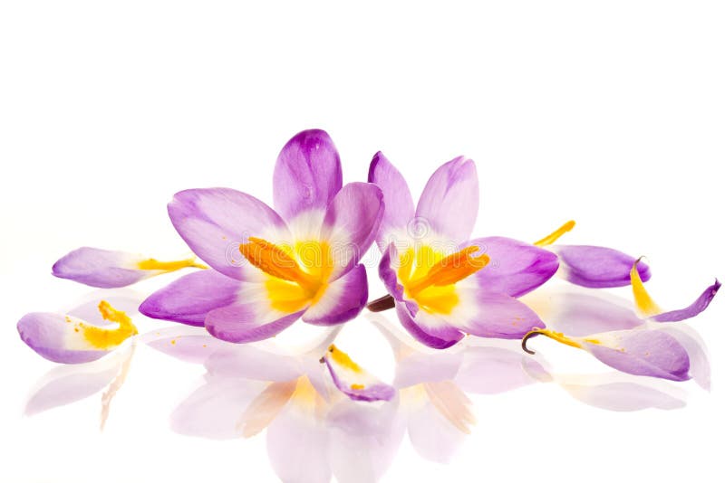 Azafranes imagen de archivo. Imagen de flor, belleza - 30391345