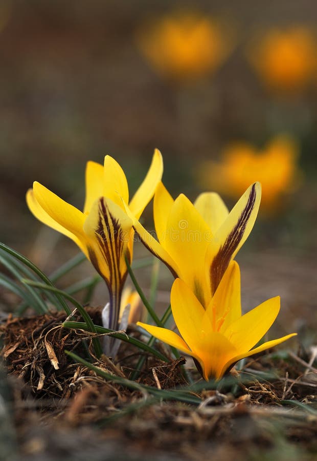 AZAFRANES AMARILLAS foto de archivo. Imagen de amarillo - 14605504